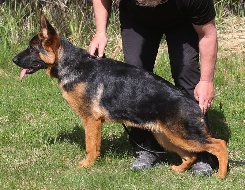 Kennel Quattrogården - Melissa's Progeny