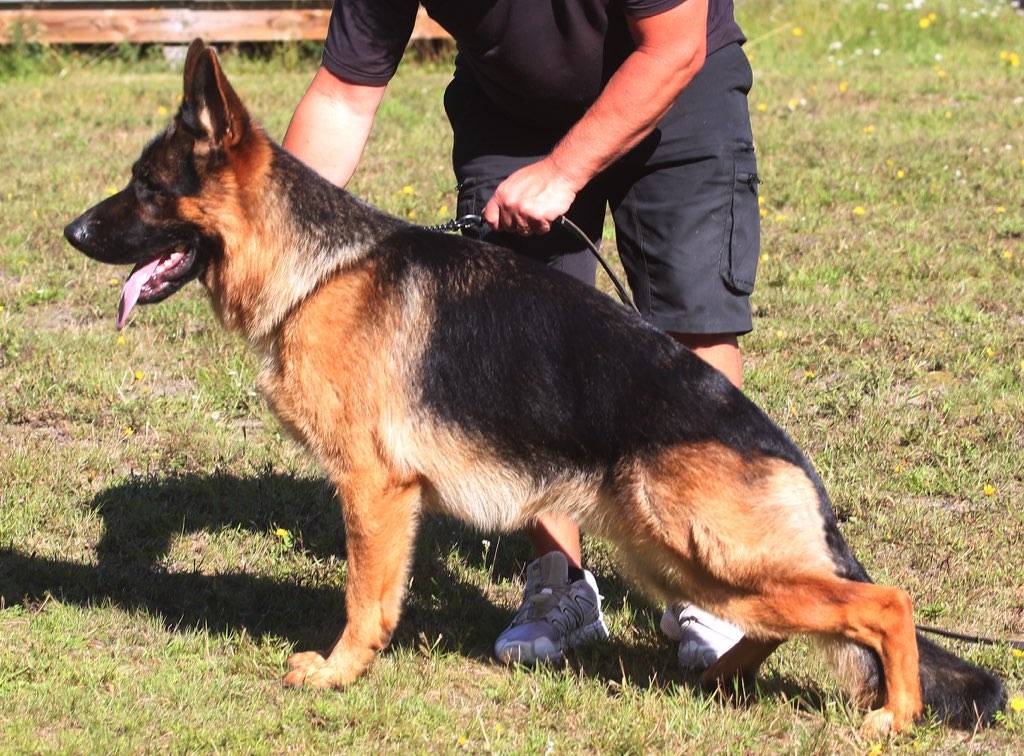 Kennel Quattrogården - Melissa's Progeny