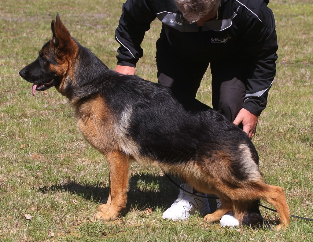 Kennel Quattrogården - Melissa's Progeny