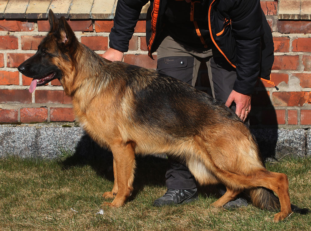 Kennel Quattrogården - Melissa's Progeny