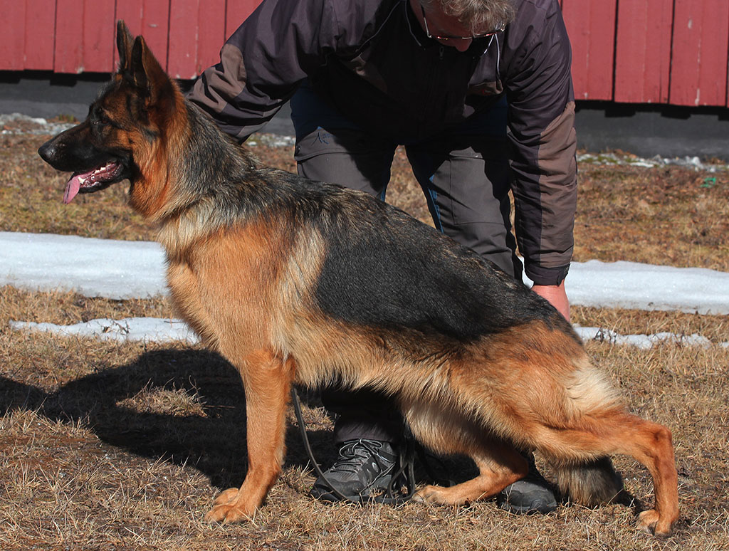 Kennel Quattrogården - Melissa's Progeny