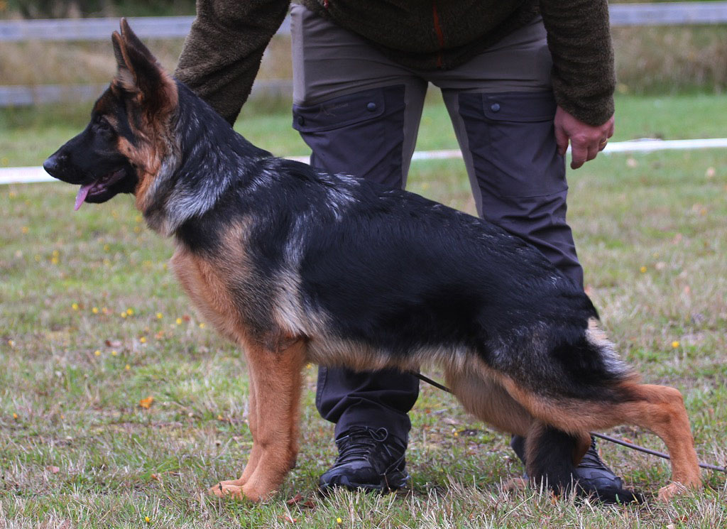 Kennel Quattrogården - Melissa's Progeny