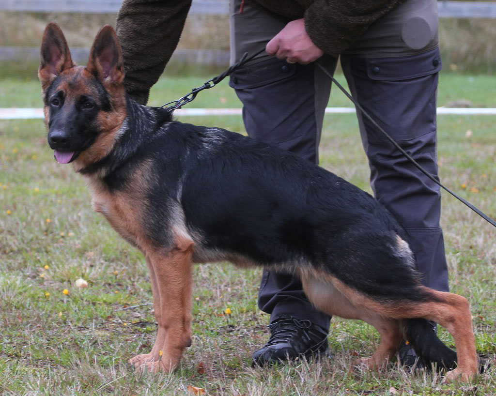 Kennel Quattrogården - Melissa's Progeny