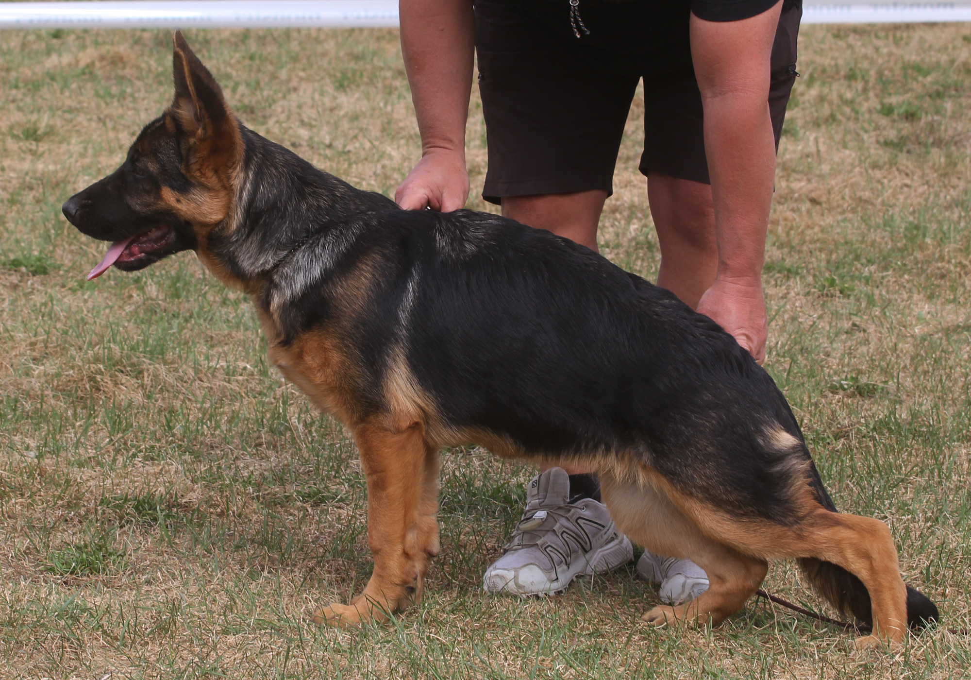 Kennel Quattrogården - Melissa's Progeny